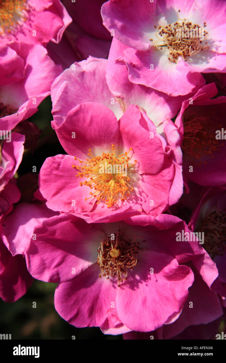 Rugosa style rose hi-res stock photography and images - Alamy