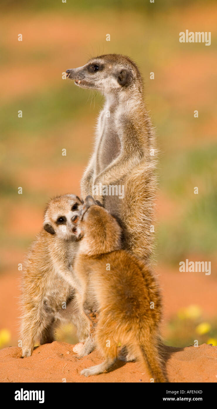 suricate with two youngsters Stock Photo - Alamy
