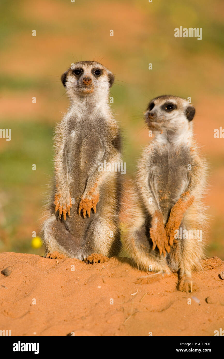 suricate duo sunbathing Stock Photo - Alamy