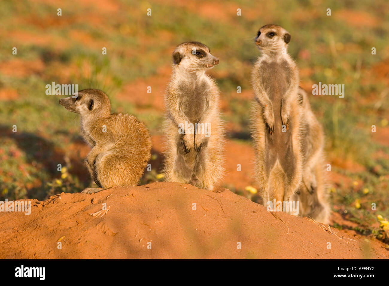 suricate group sunbathing Stock Photo - Alamy