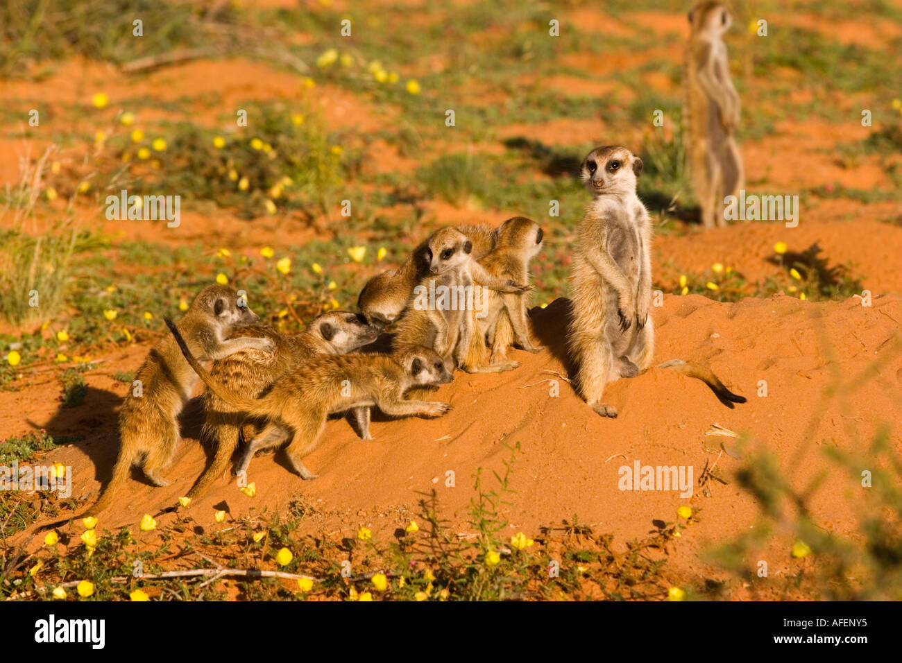 suricate group at sunrise Stock Photo - Alamy