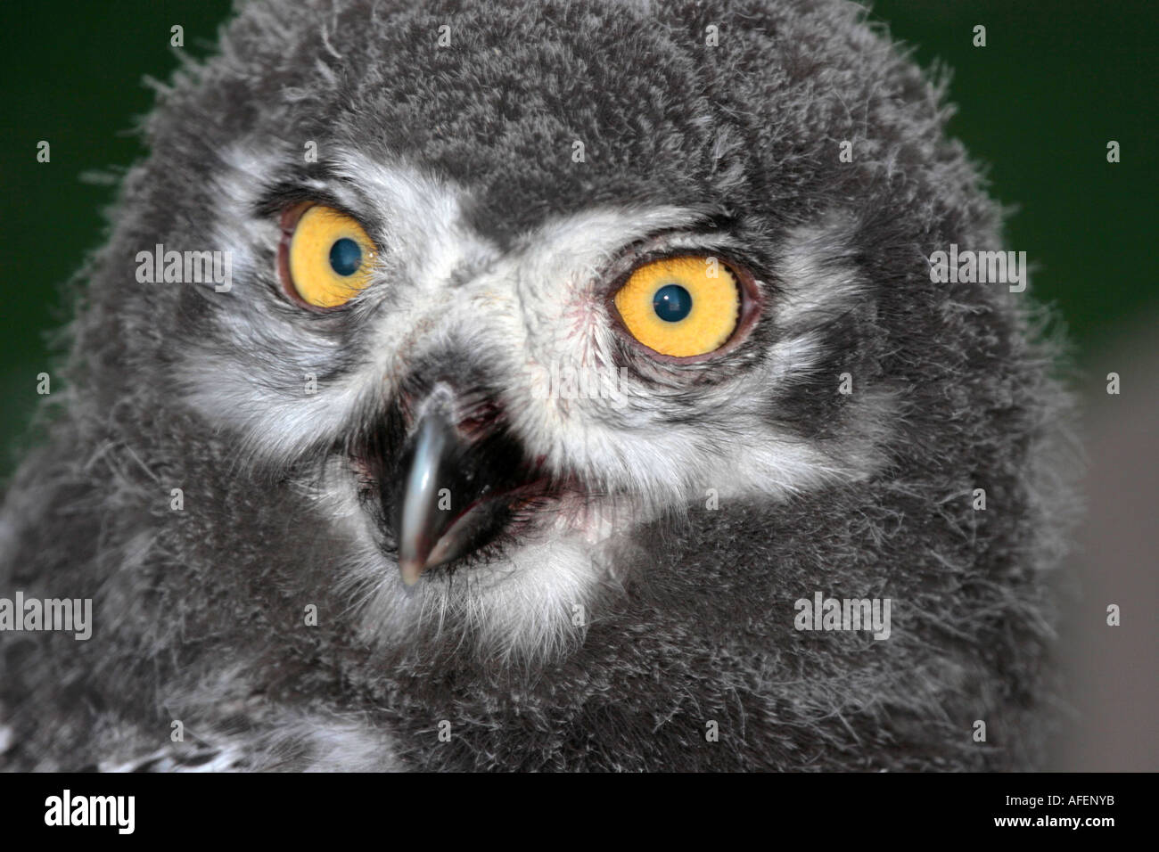 Snowy owl chick hi-res stock photography and images - Alamy