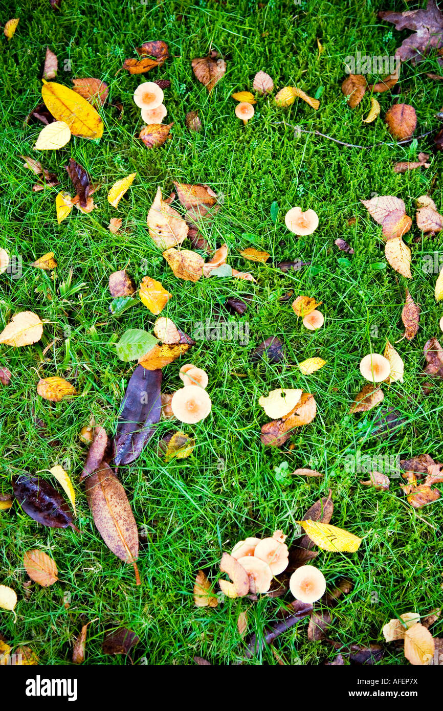 Overhead autumn leaves hi-res stock photography and images - Alamy