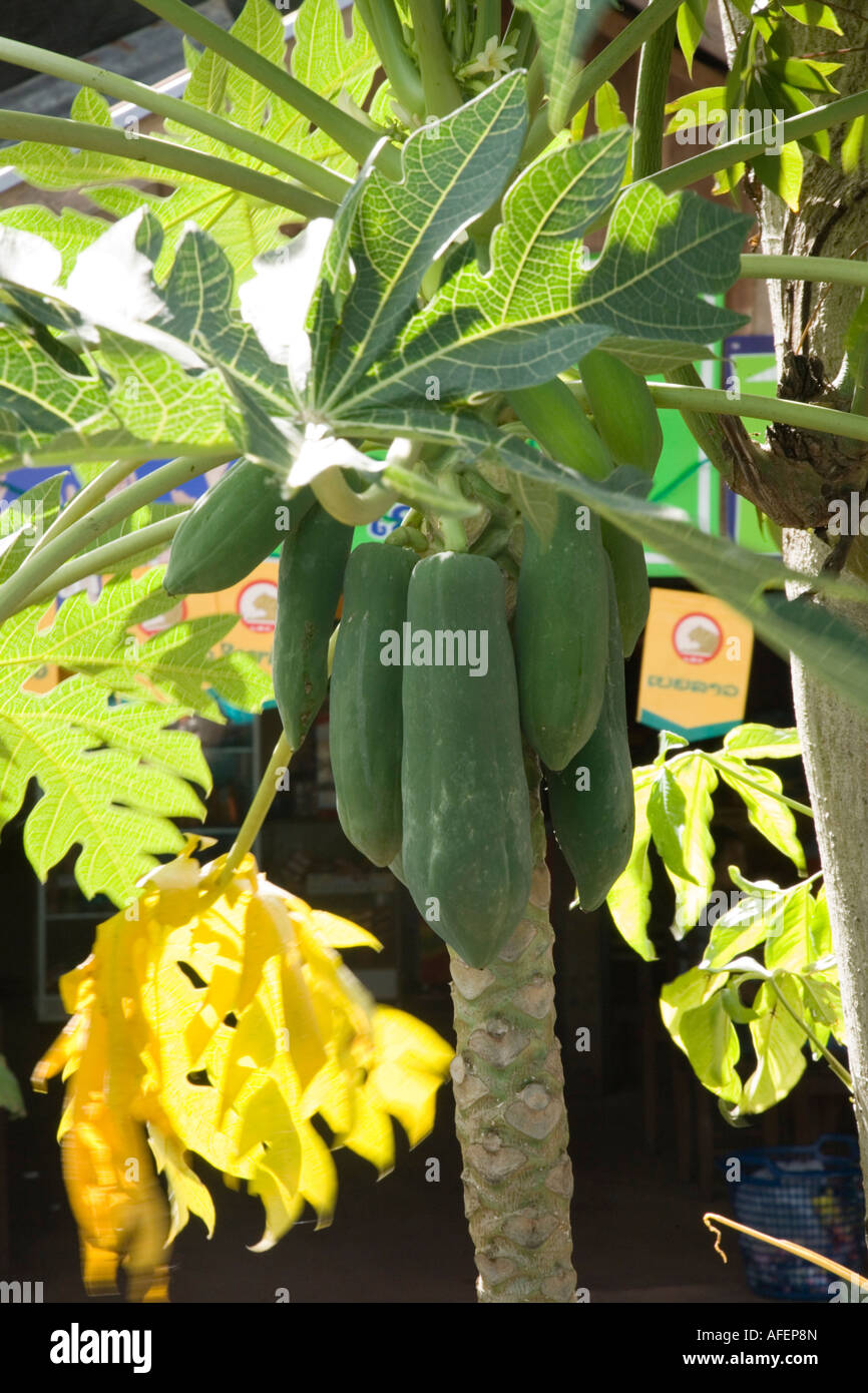 Papaya fruit on tree, with Beerlao adverts in background, in Laos Stock ...