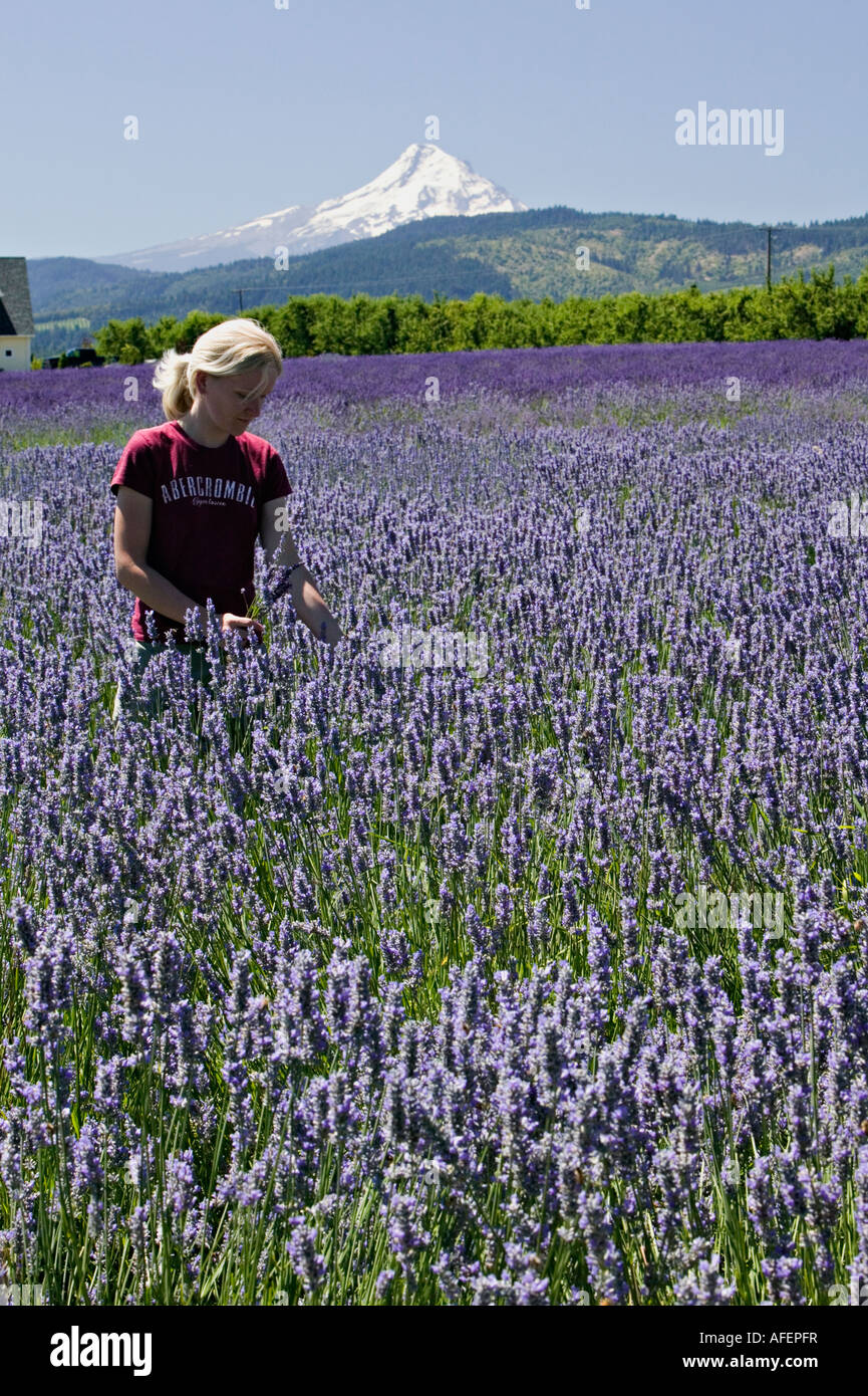 Woman picking lavender on lavender farm Stock Photo - Alamy
