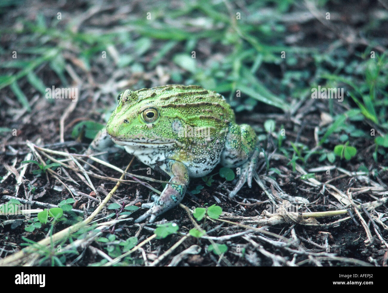 Bullfrog skeleton hi-res stock photography and images - Alamy