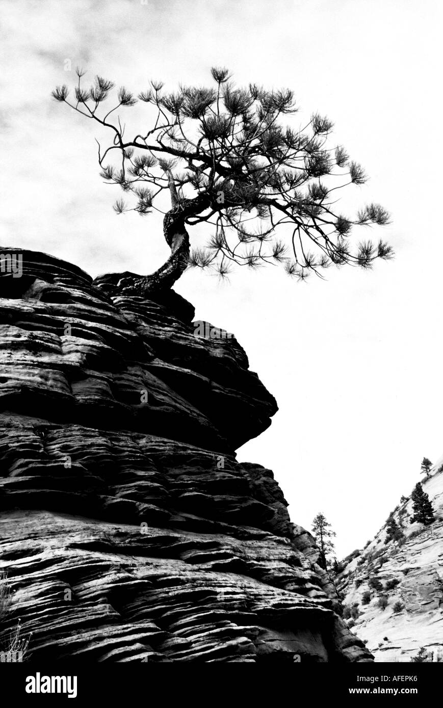 Tree growing out rock zion hi-res stock photography and images - Alamy