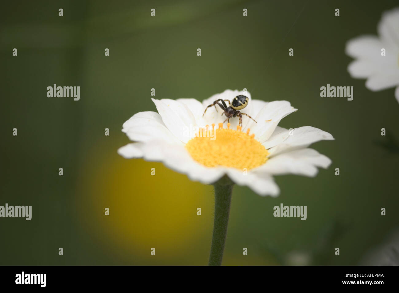 Spider on daisy hi-res stock photography and images - Alamy