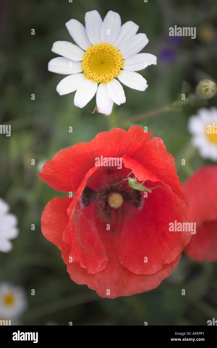 Wild flowers daisy and poppy Stock Photo - Alamy