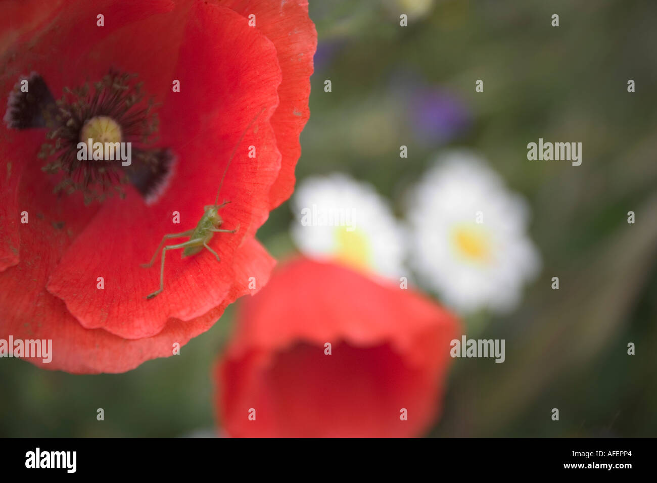 Wild flowers daisy and poppy Stock Photo - Alamy