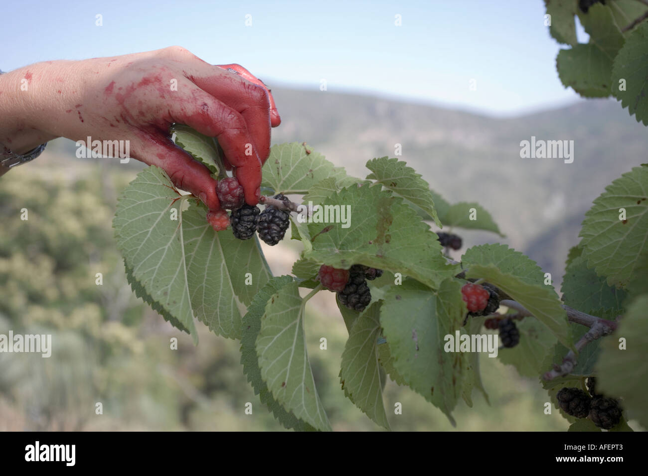 Mulberry stain hi-res stock photography and images - Alamy