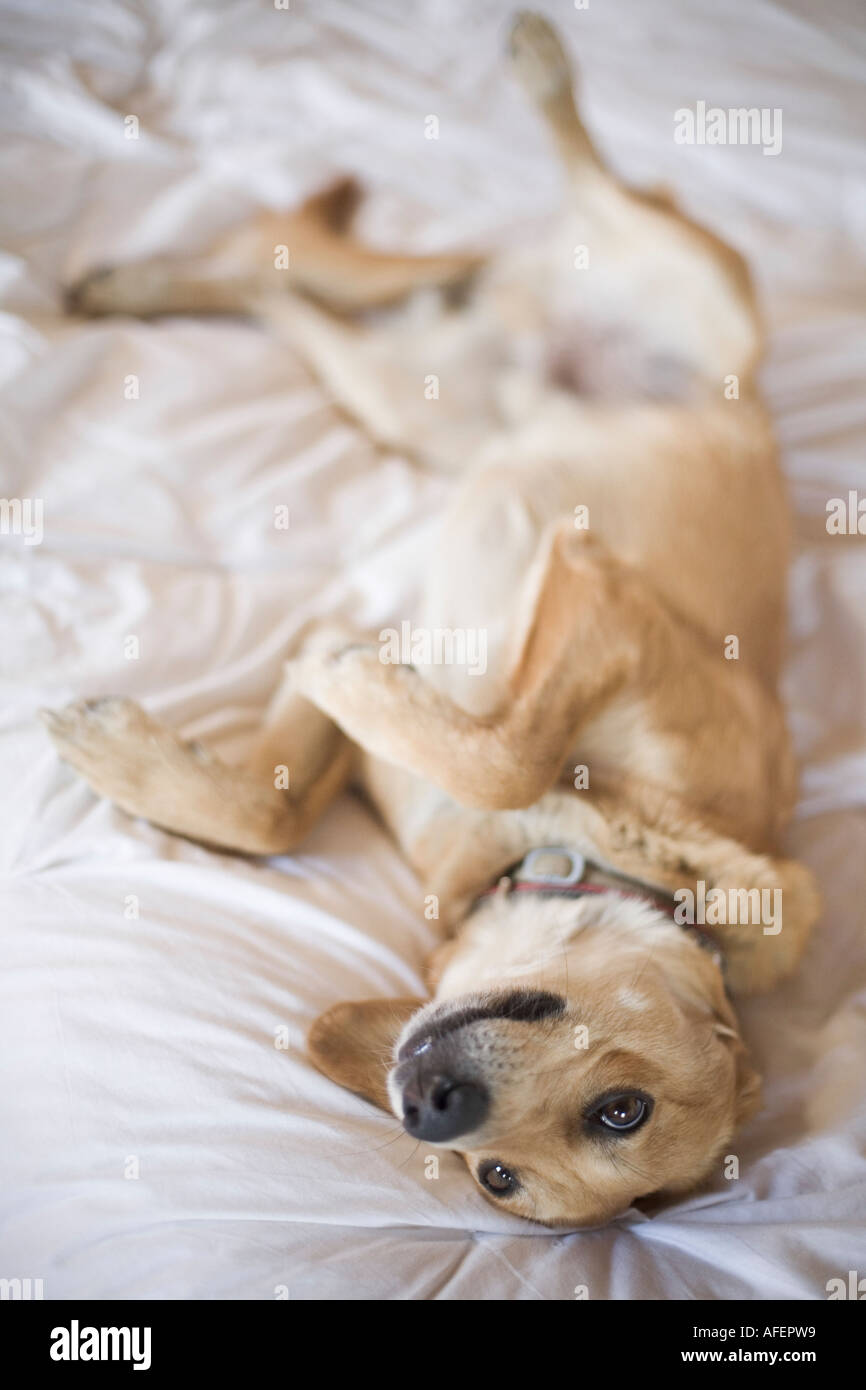 Dog lying on its back Stock Photo - Alamy