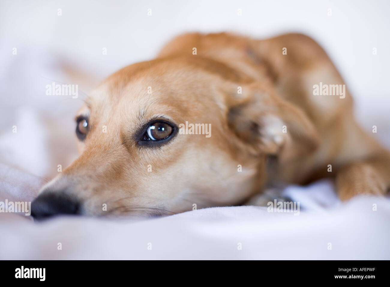 Cute dog resting Stock Photo - Alamy