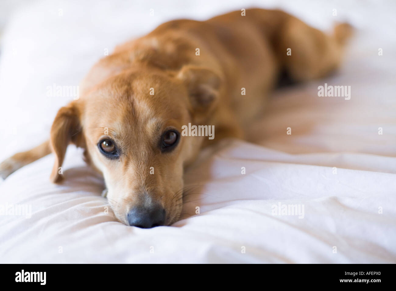Cute dog resting Stock Photo - Alamy