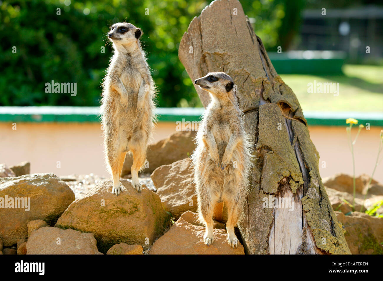 Cheeky meerkats hi-res stock photography and images - Alamy