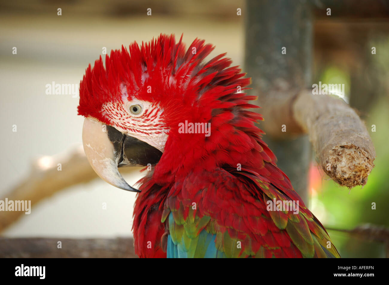 Red Parrot from Venezuela Stock Photo - Alamy