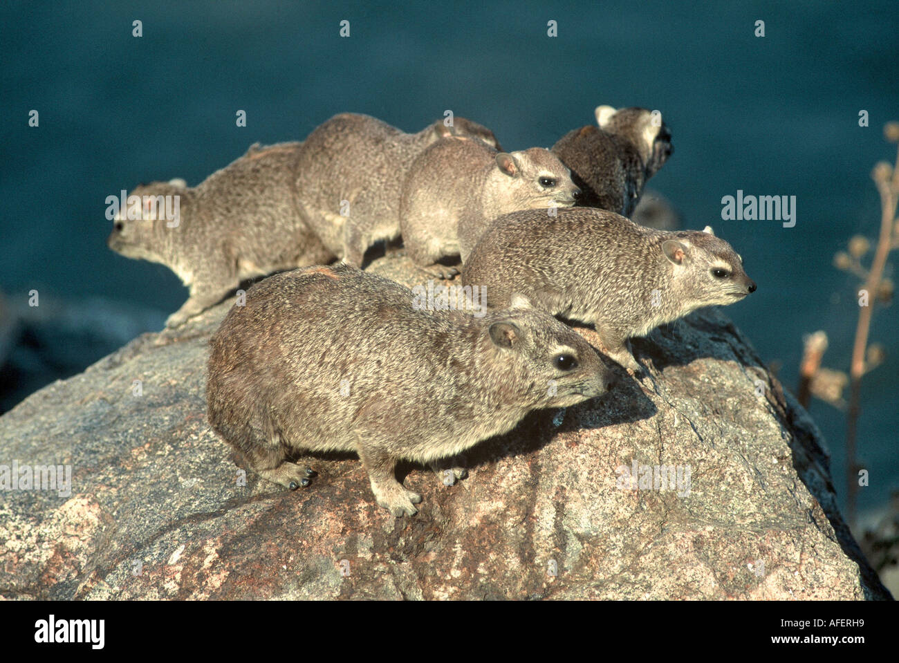 Hydrocoidea hi-res stock photography and images - Alamy