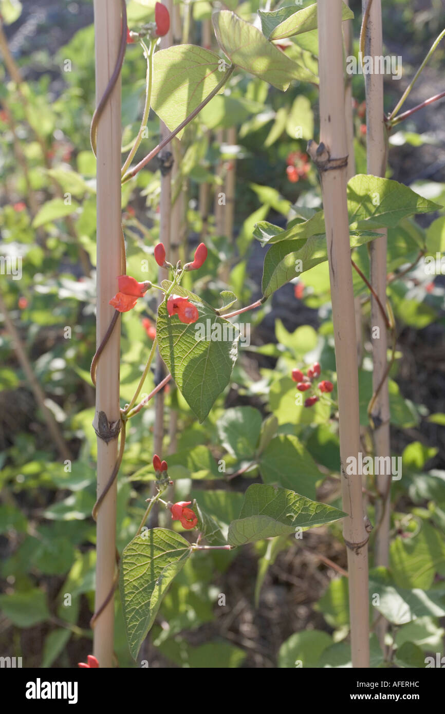 Runner bean plant Stock Photo - Alamy