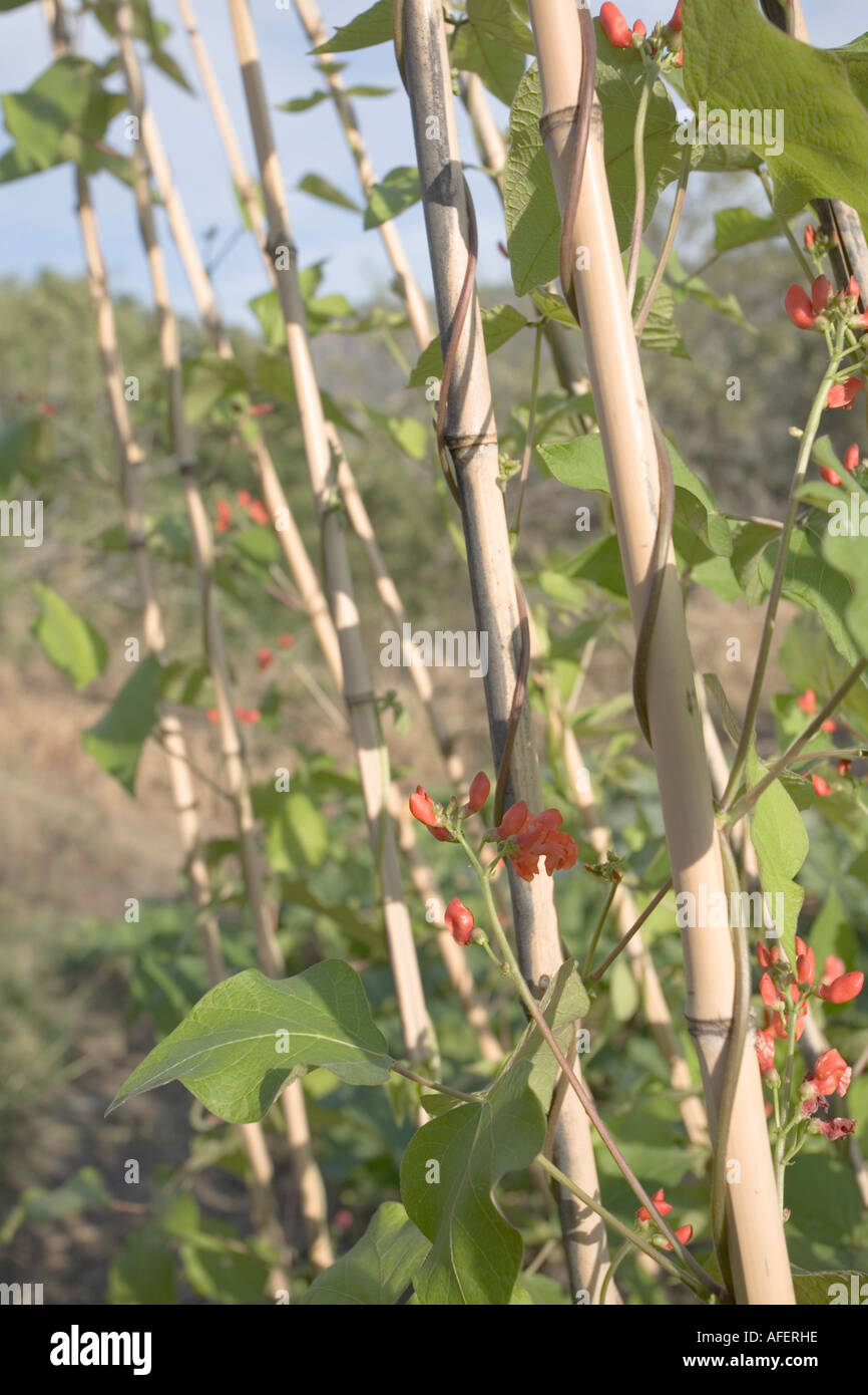 Runner bean plant Stock Photo - Alamy