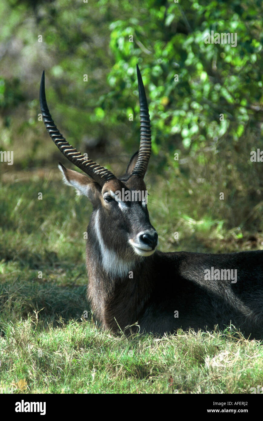 Largest kobus hi-res stock photography and images - Alamy