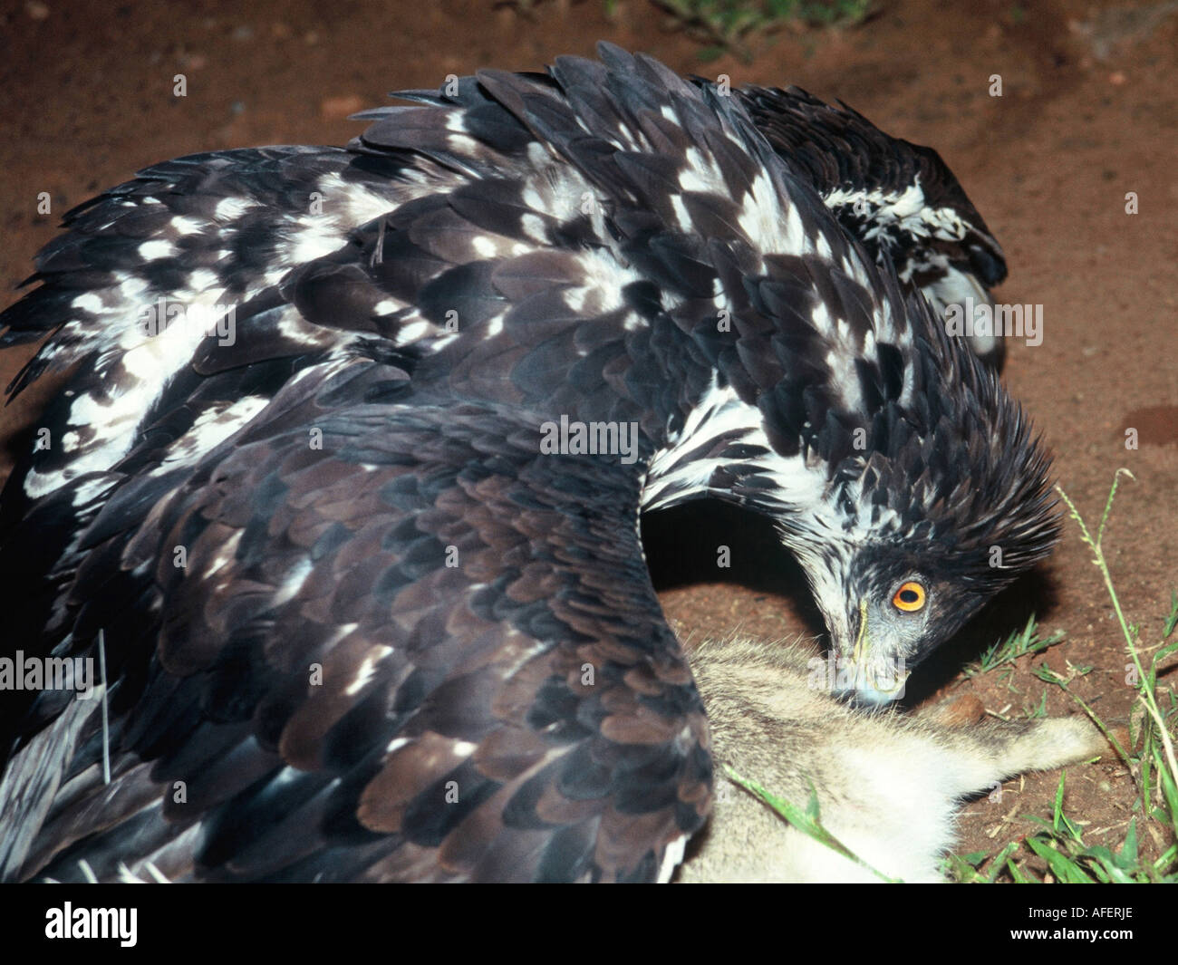 African hare kill hi-res stock photography and images - Alamy
