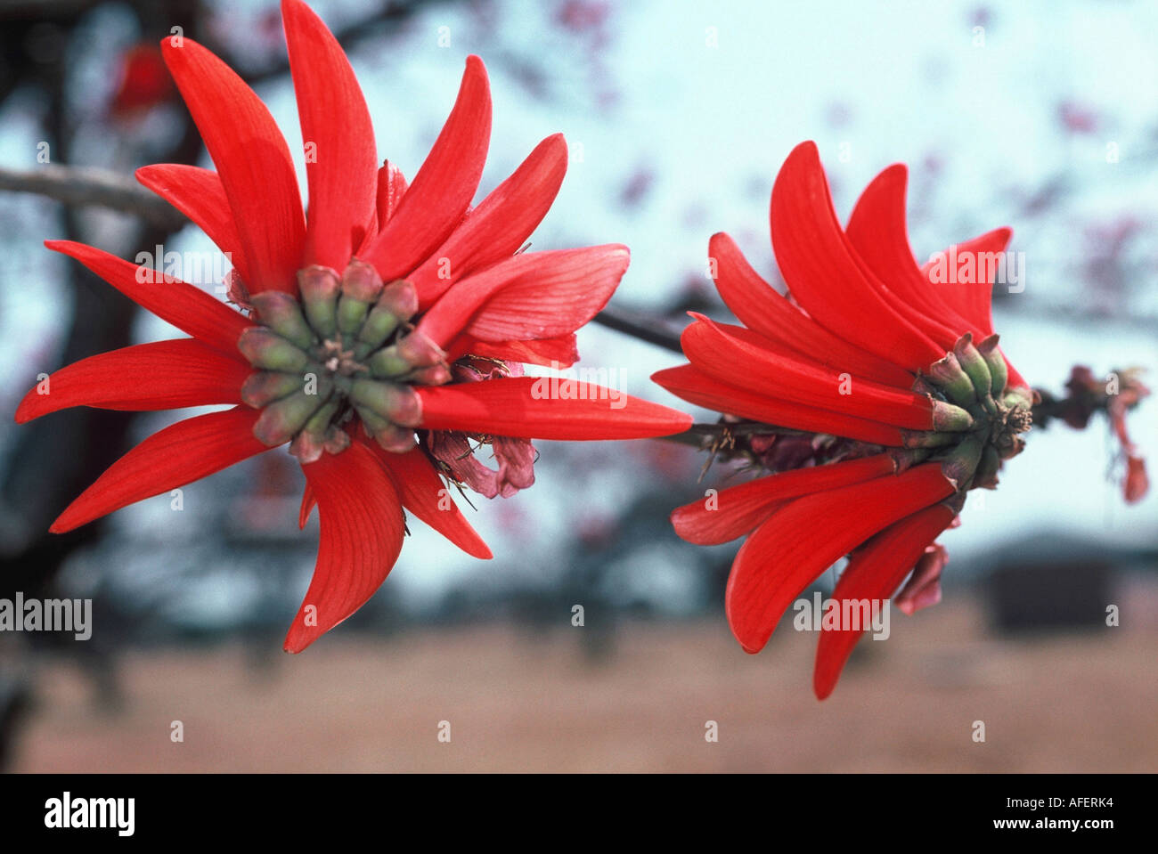 Lucky bean tree hi-res stock photography and images - Alamy