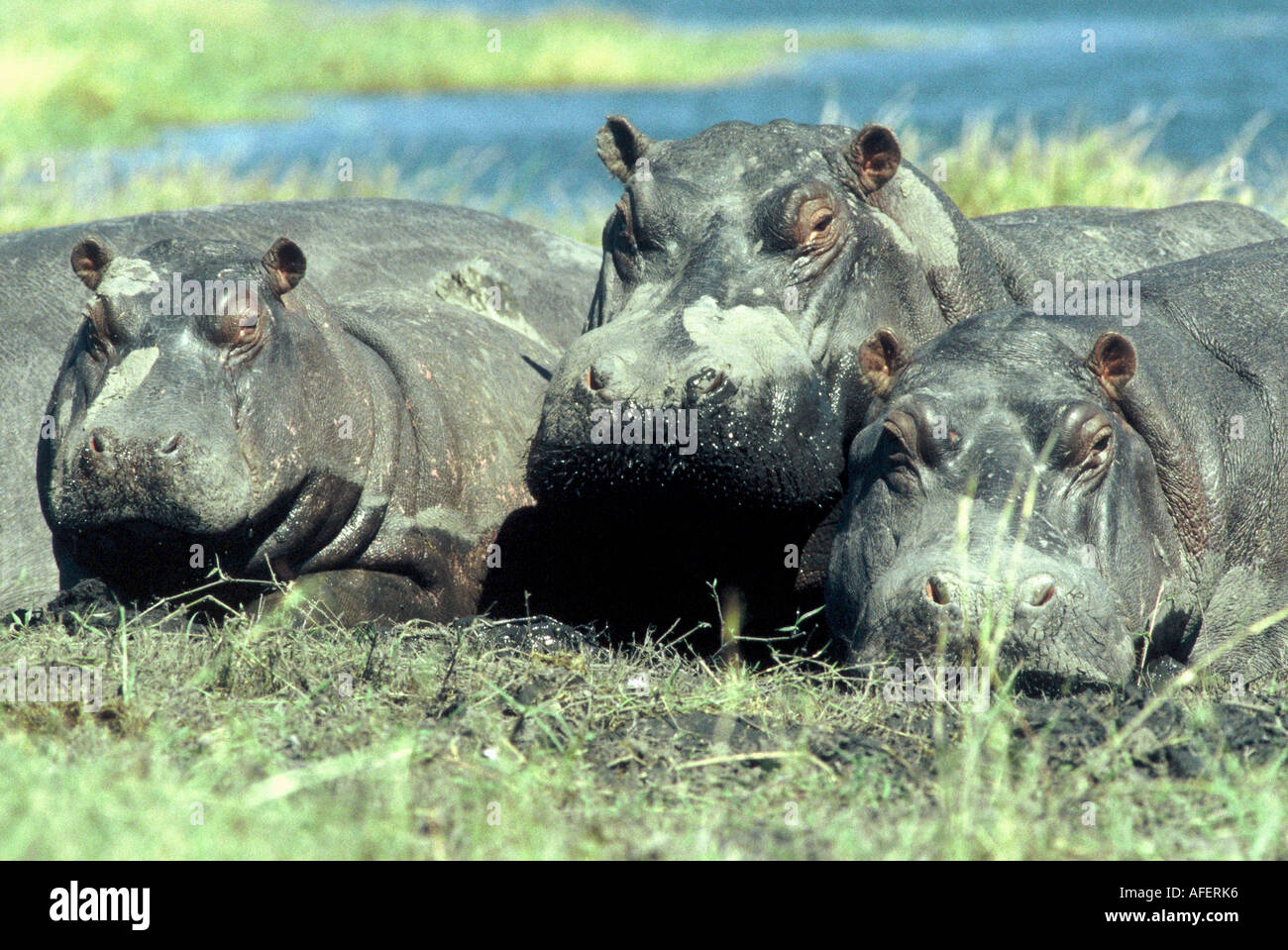 Hippo resting after wallow, Hippopotamus amphibius Stock Photo - Alamy