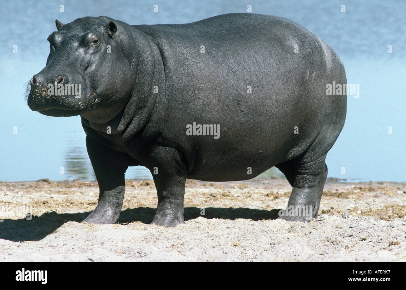 Bull Hippo