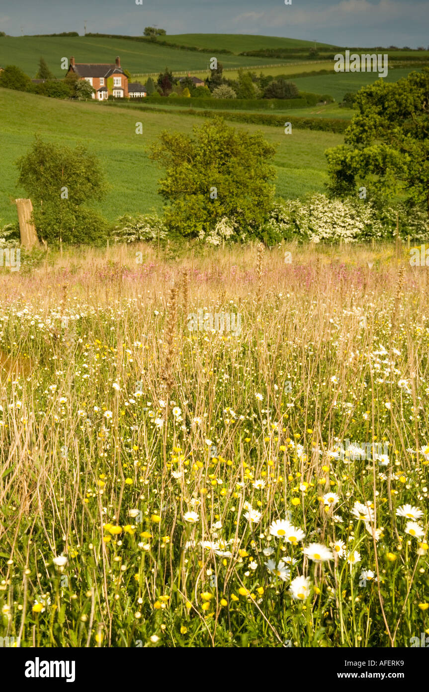 Farmhouse and Summer Wildflower Meadow Near Alvanley Cheshire England ...