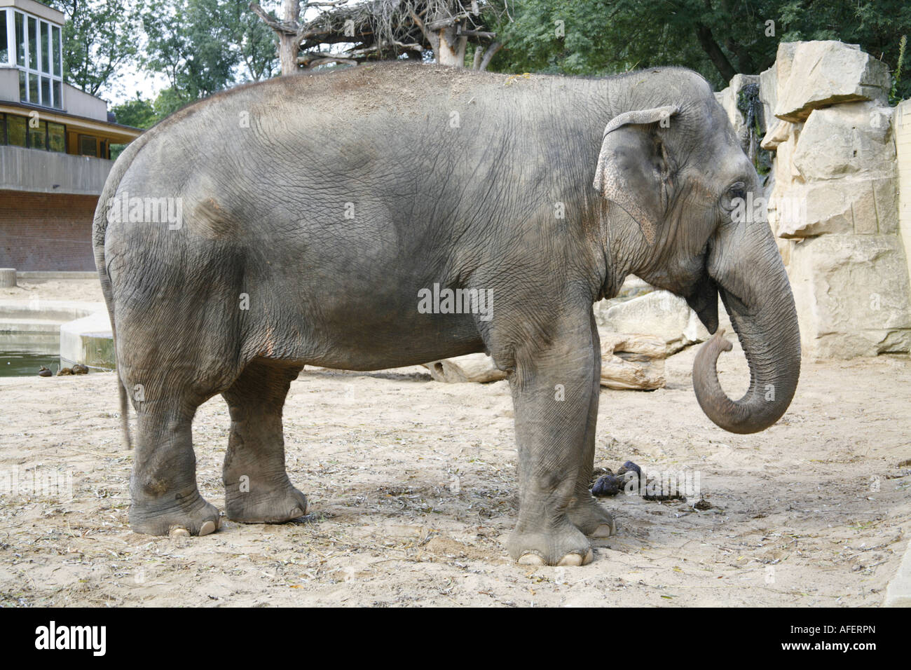 Elephant in Prague ZOO Stock Photo - Alamy