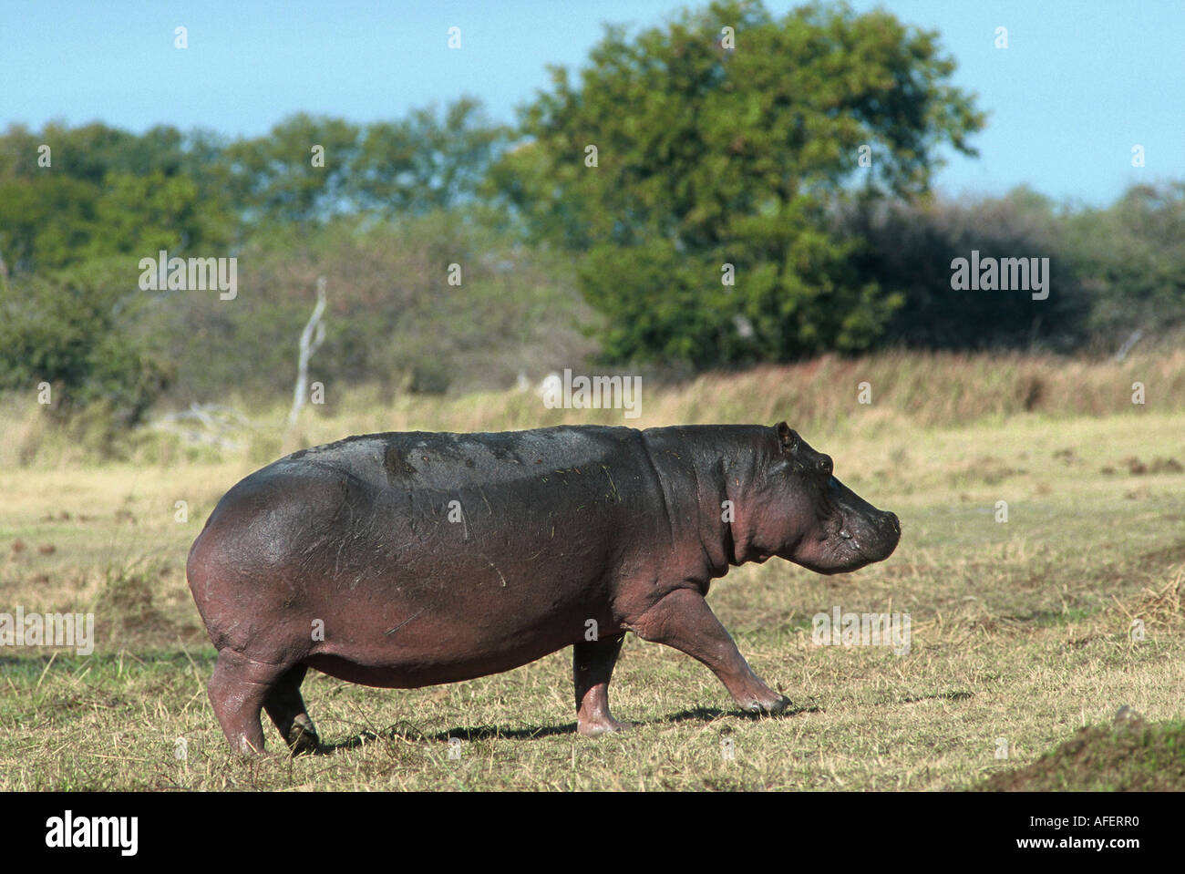 walking hippo, Hippopotamus amphibius Stock Photo - Alamy