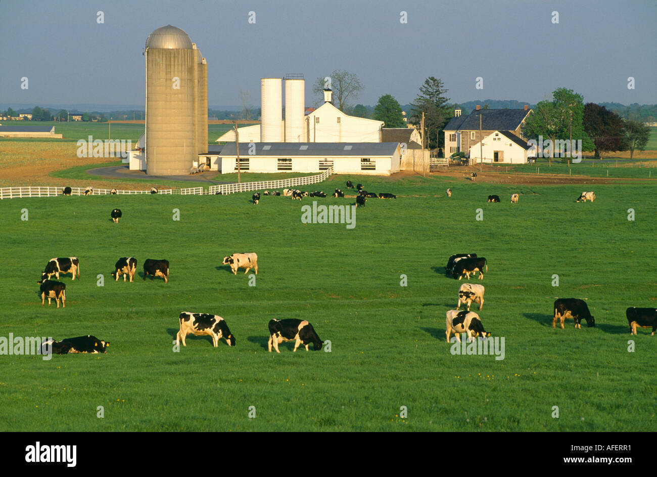 Farm silo cows hi-res stock photography and images - Alamy