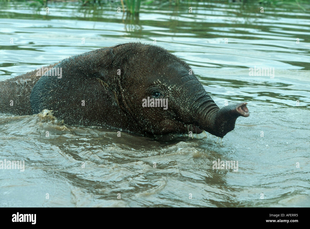 Baby elephant trunk snorkel hi-res stock photography and images - Alamy