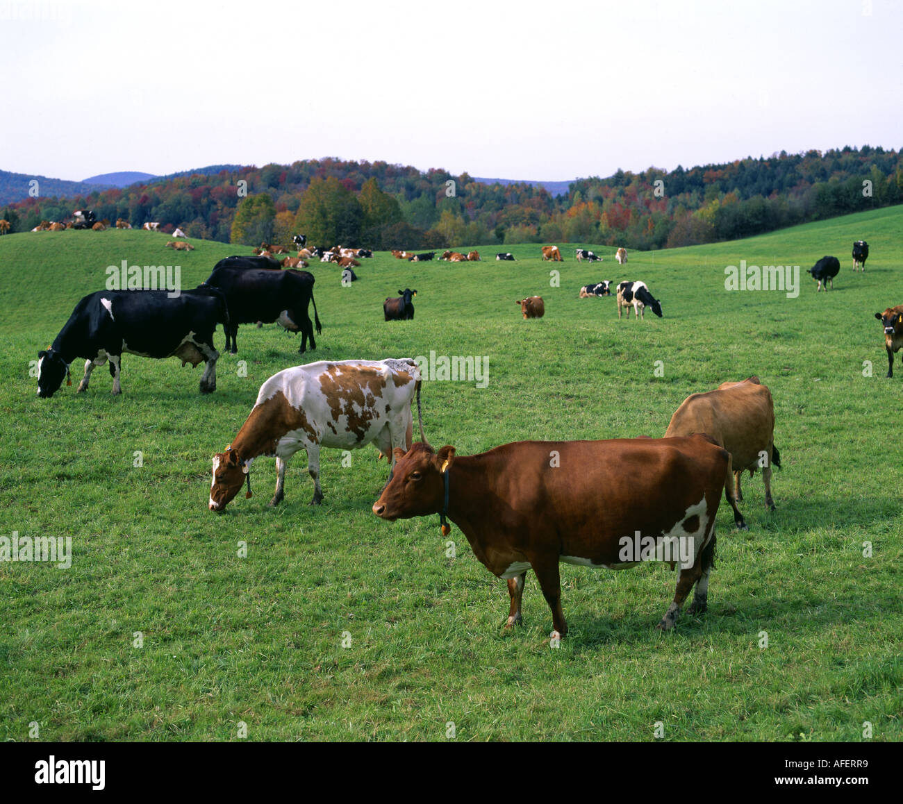 MIXED BREED DAIRY COWS IN PASTURE WEARING PROGRAMMED COLLARS FOR ...