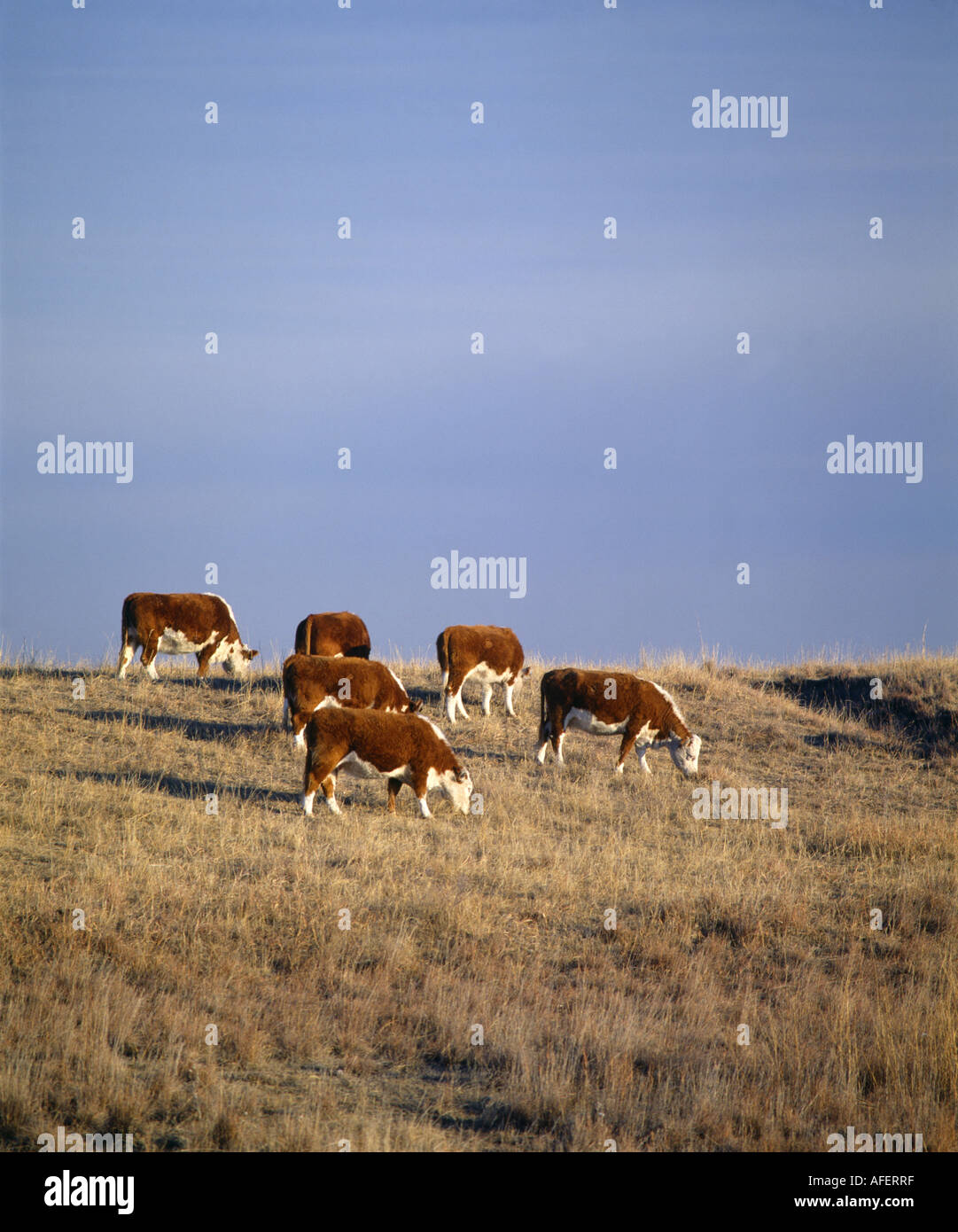 Herd hereford cattle grazing on hi-res stock photography and images - Alamy
