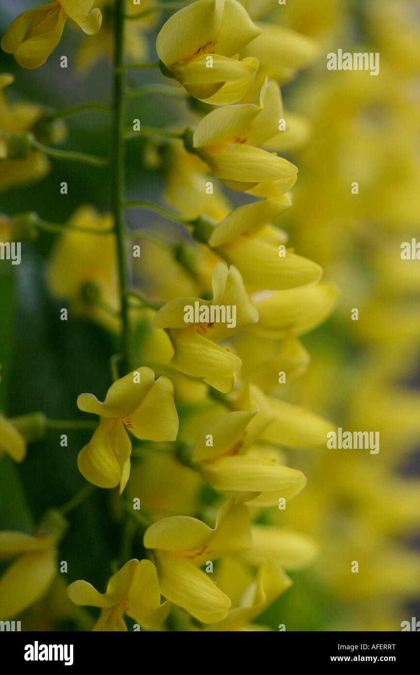Laburnum blossom hi-res stock photography and images - Alamy