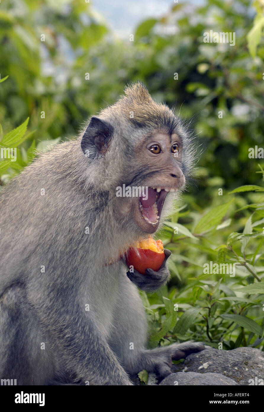 Monkey baring teeth hi-res stock photography and images - Alamy