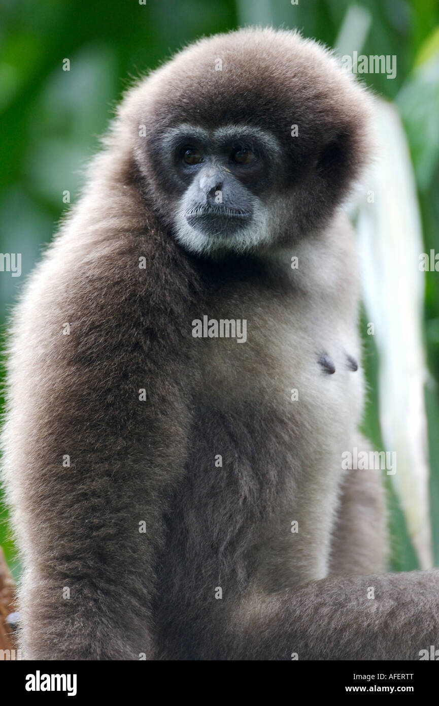 White Handed Gibbon Stock Photo - Alamy