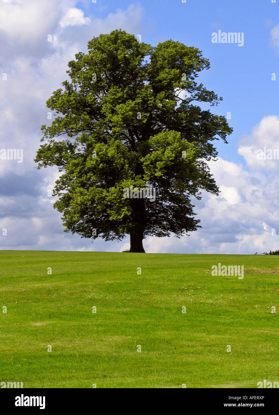 Avenues of lime trees hi-res stock photography and images - Alamy