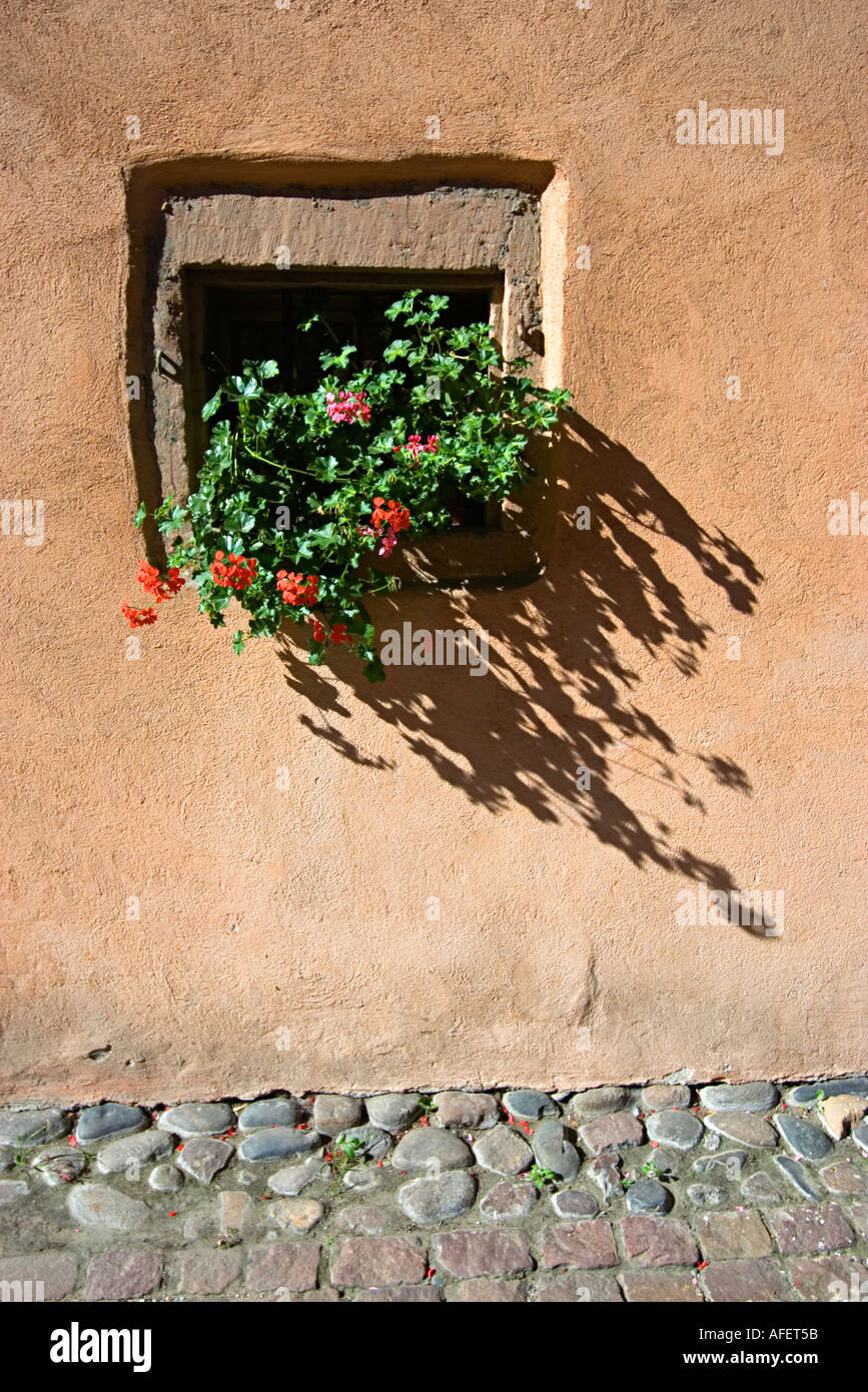 Old window in a terracotta rendered wall in Alsace Red flowers in a pot ...