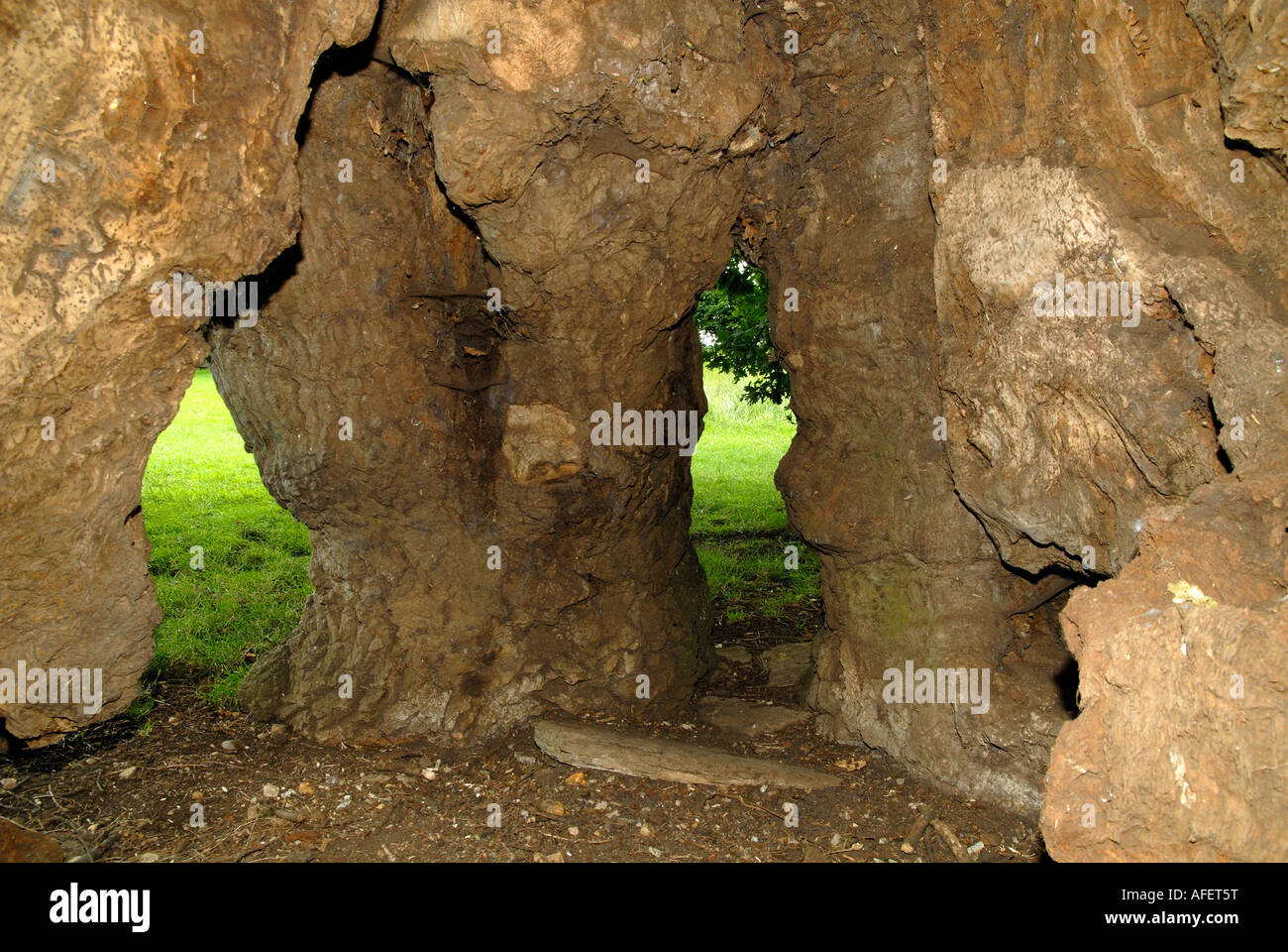 Inside the trunk of the Bowthorpe Oak in Lincolnshire Stock Photo - Alamy