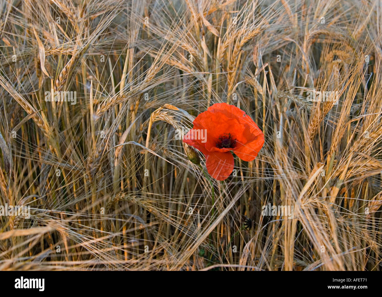 One poppy in a cornfield Stock Photo - Alamy
