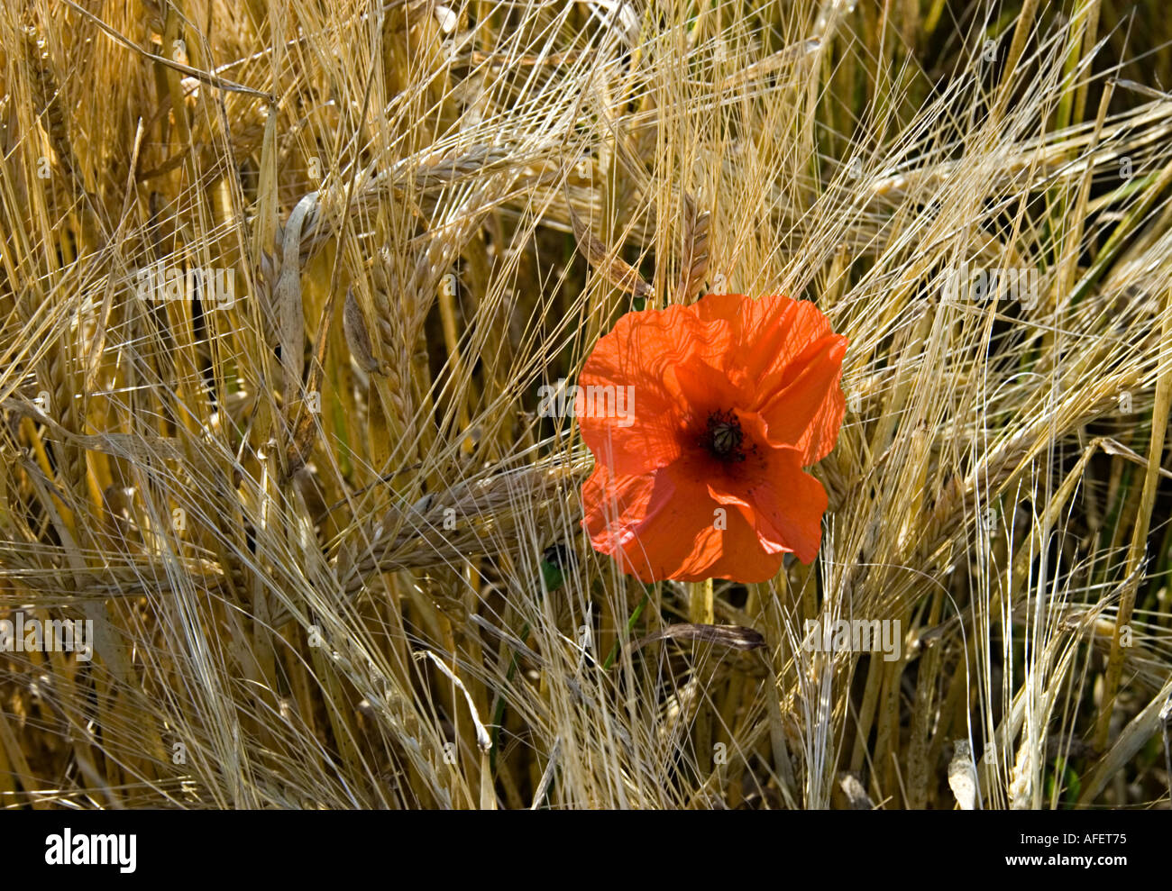 One poppy in a cornfield Stock Photo - Alamy