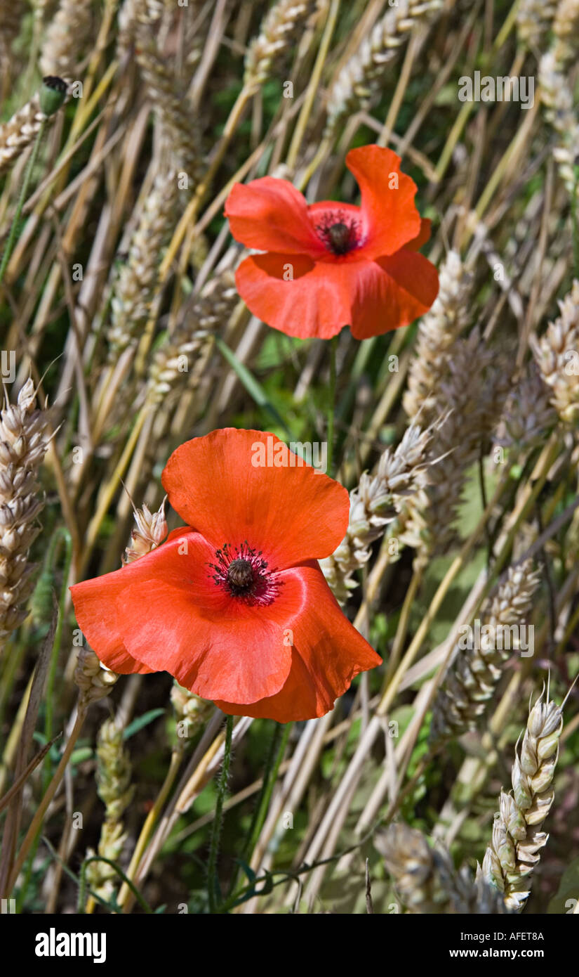 Two poppies in a cornfield Stock Photo - Alamy