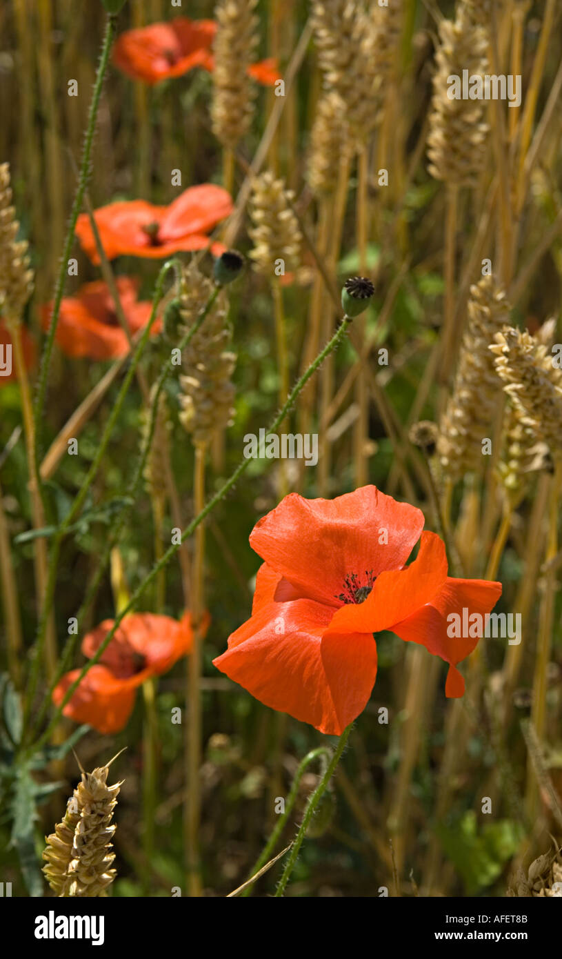 Battlefield poppies hi-res stock photography and images - Alamy
