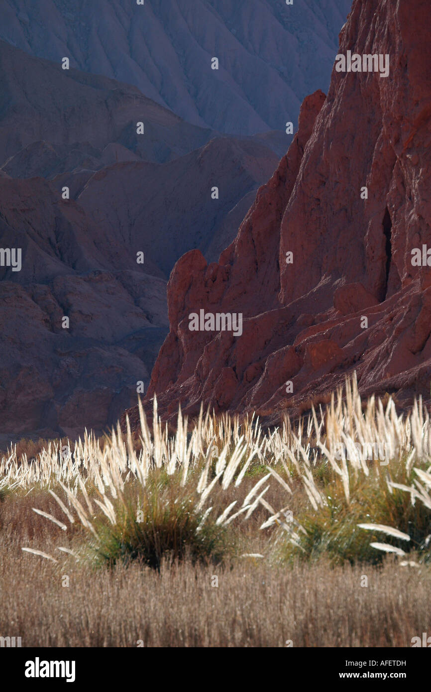 Foxtail mountain hi-res stock photography and images - Alamy