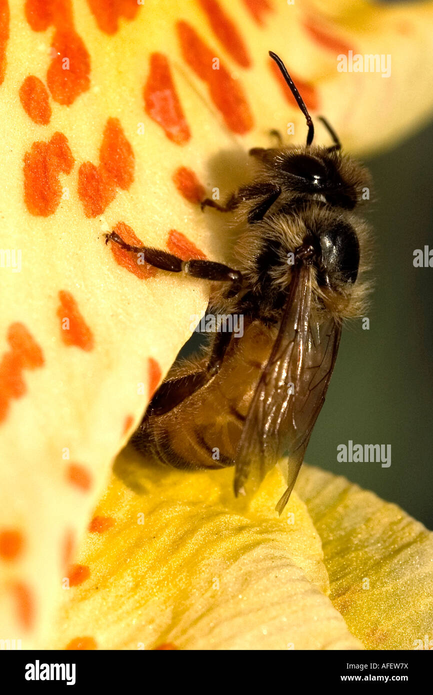 Bee & flower Stock Photo - Alamy