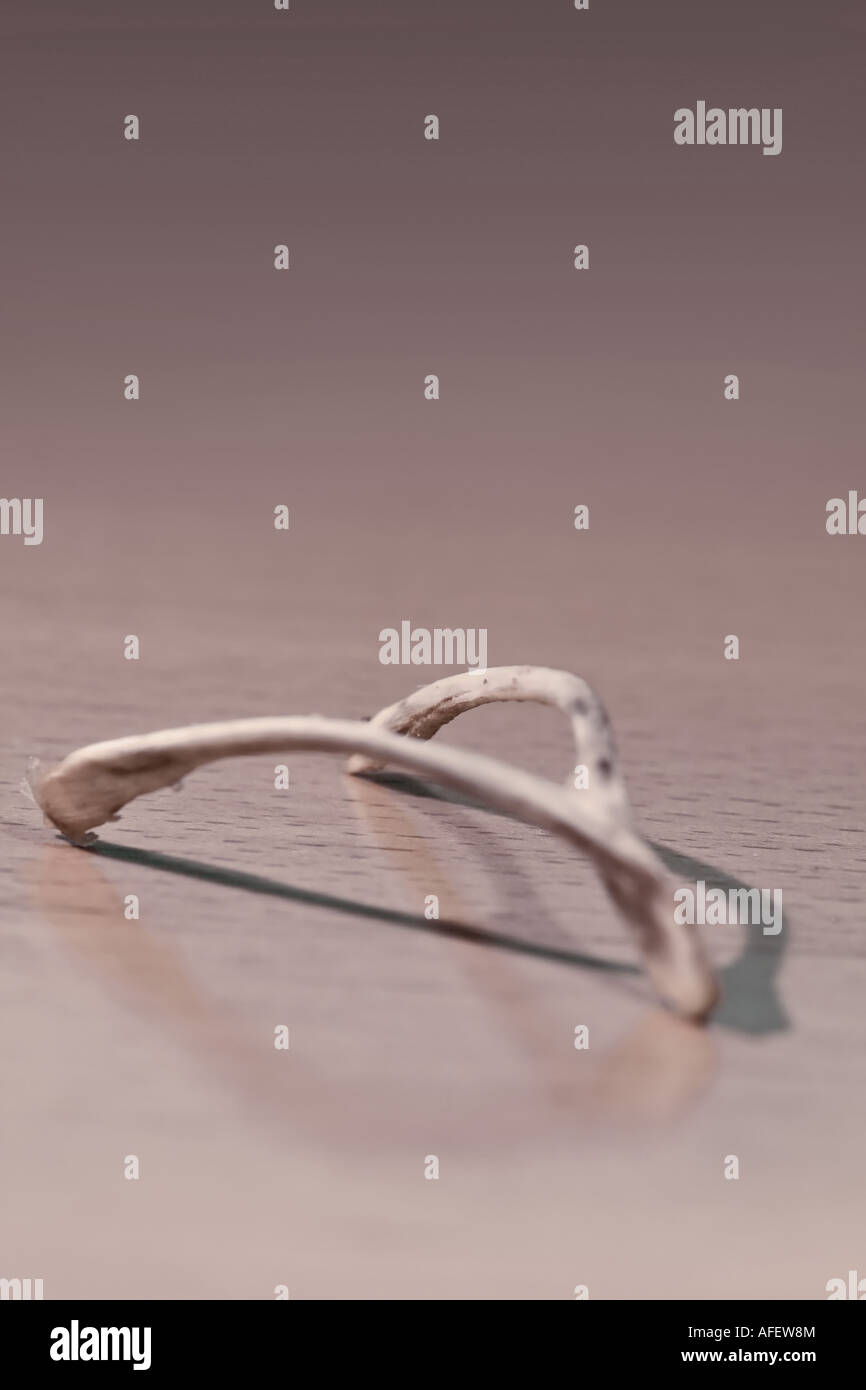 Bird skeleton wish bone hi-res stock photography and images - Alamy