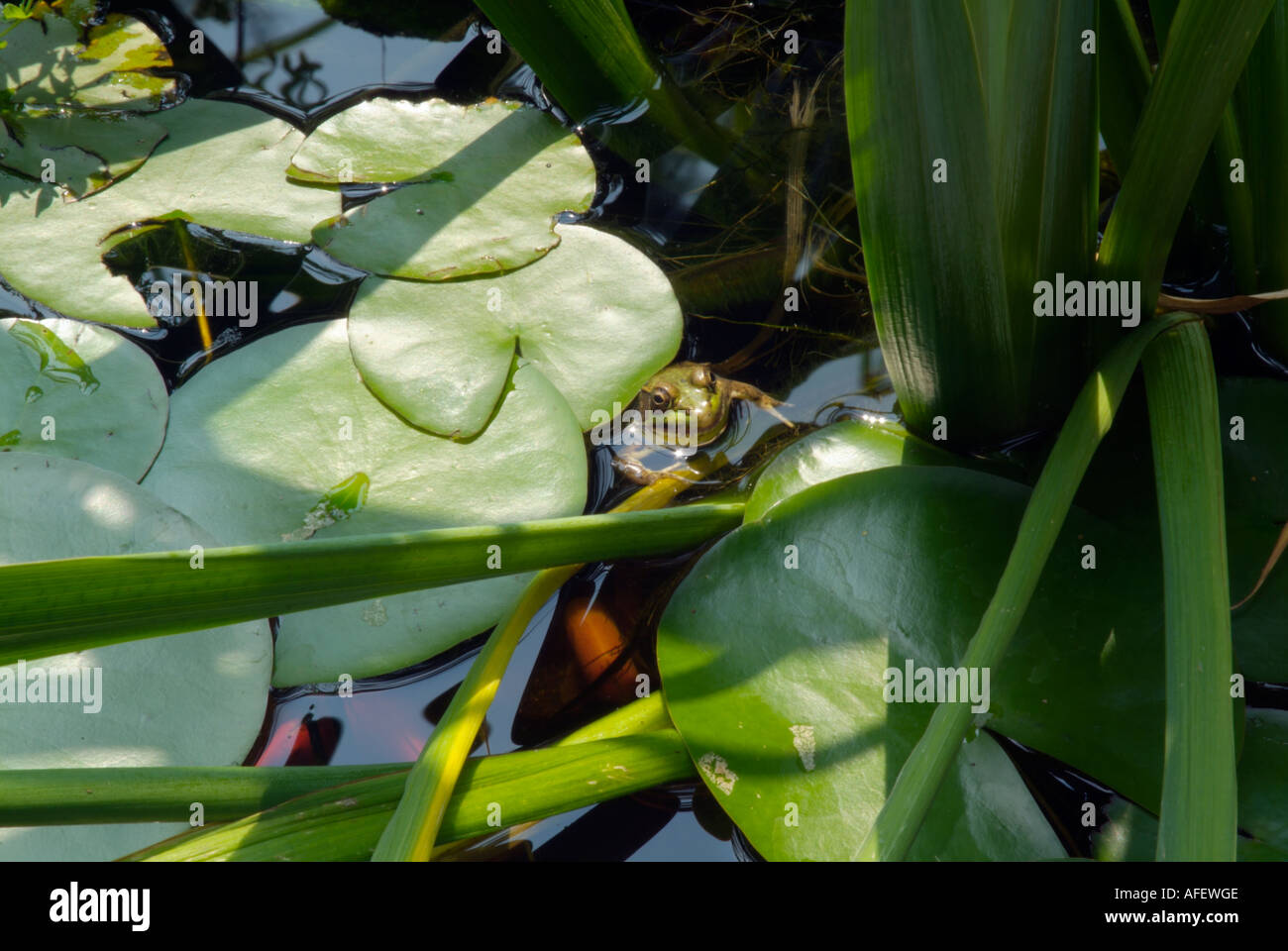 A bull frog in the water Stock Photo - Alamy