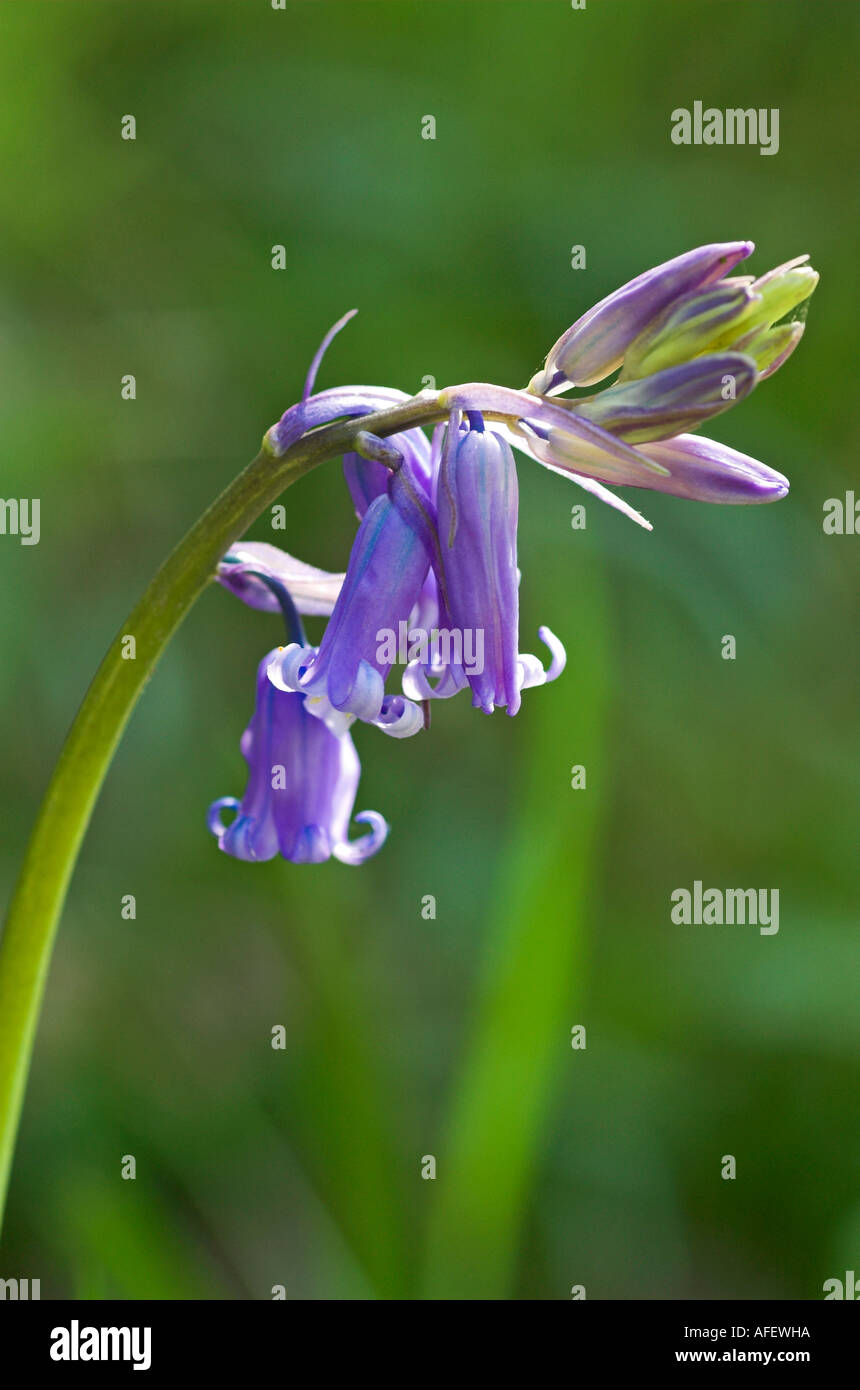 Mauve auld mans bell hi-res stock photography and images - Alamy